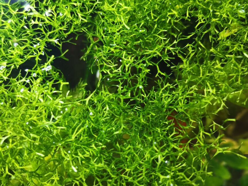 Мох Риччия и мох Рождественский