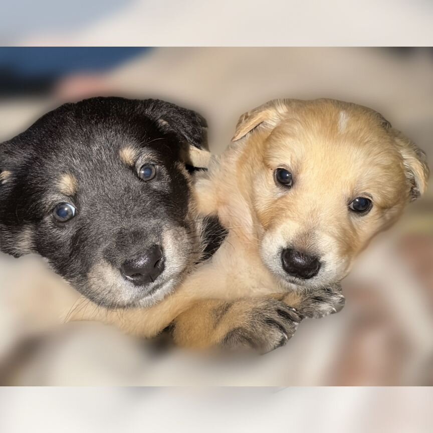 Немецкая овчарка, щенок