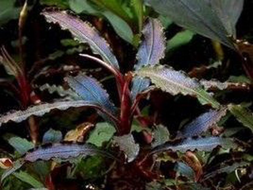 Буцефаландра Кедаганг Дарк