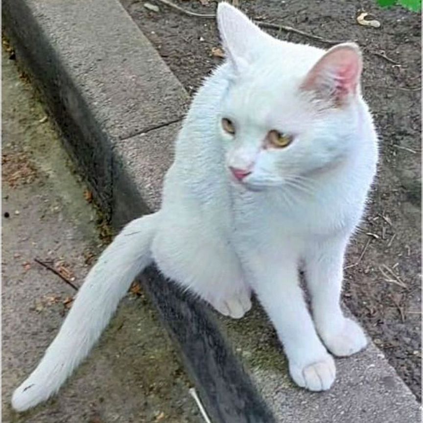 Ищу прежних или новых хозяев молодому Лаврику