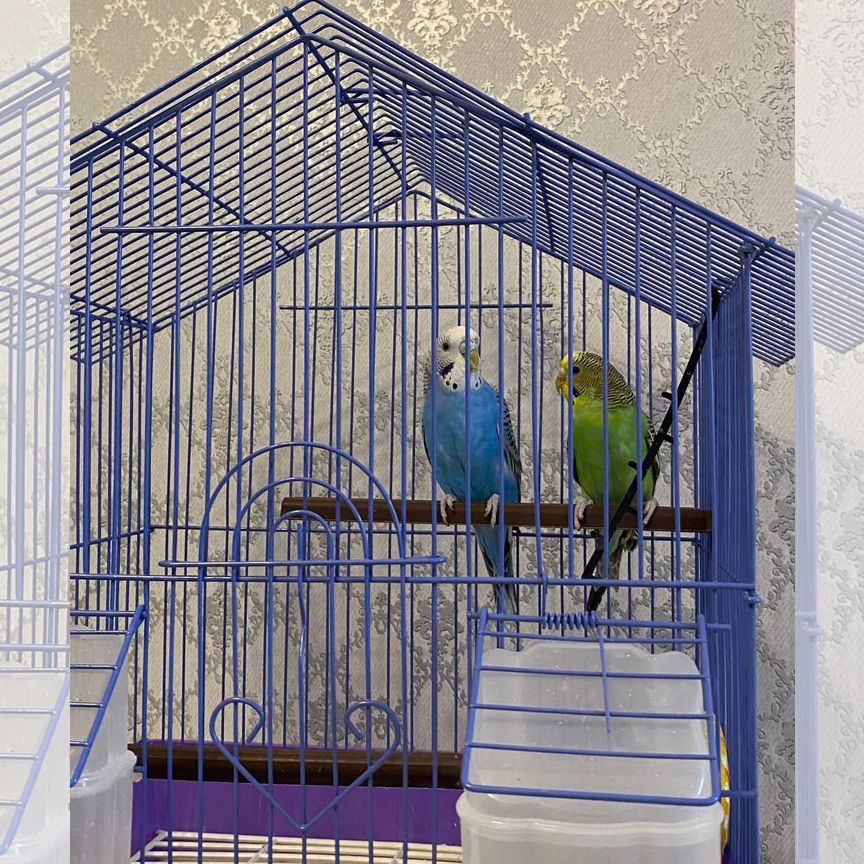 Волнистые попугаи. Две девочки. Отдам клетку, корм