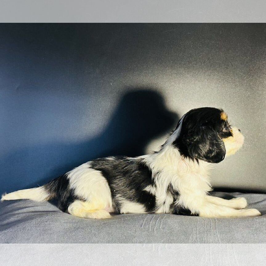 Кавалер кинг-чарльз-спаниель, щенок