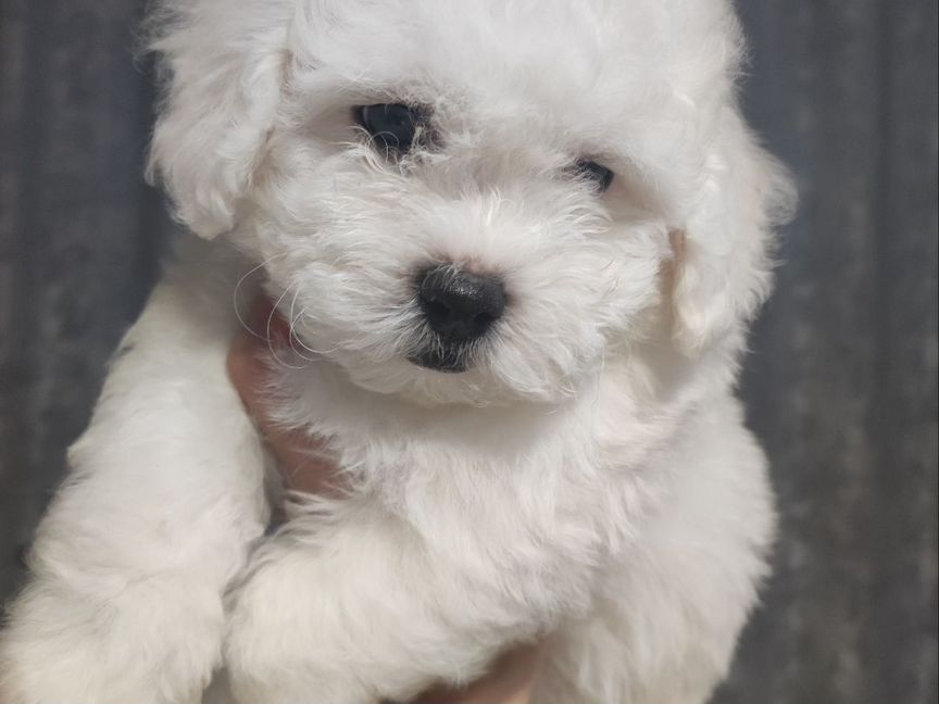 Бишон фризе щенки