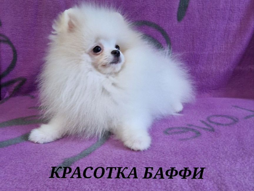 Померанский шпиц. Красотка Баффи 4 мес