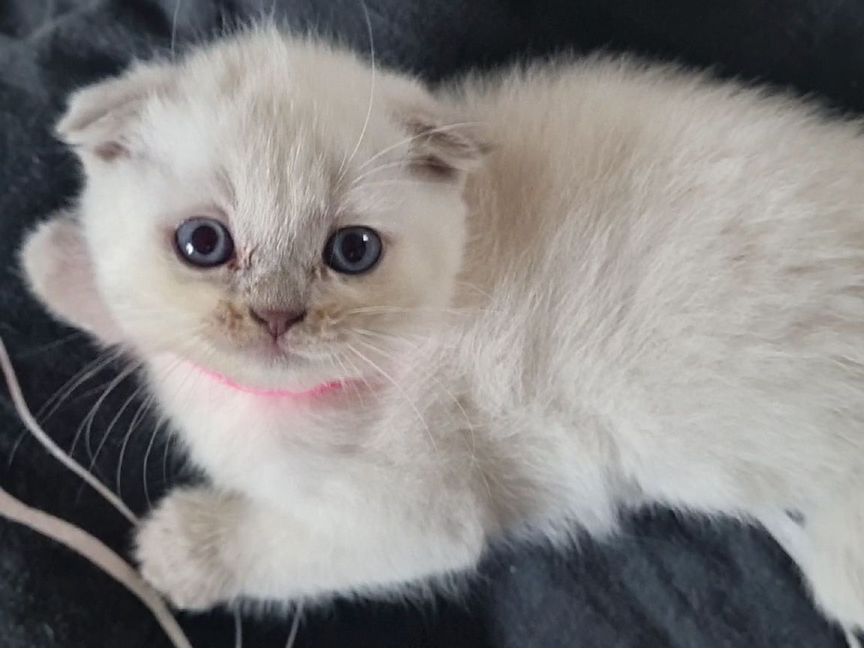 Кошка