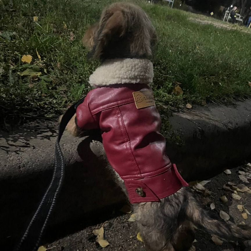 Куртка для собак мелких пород