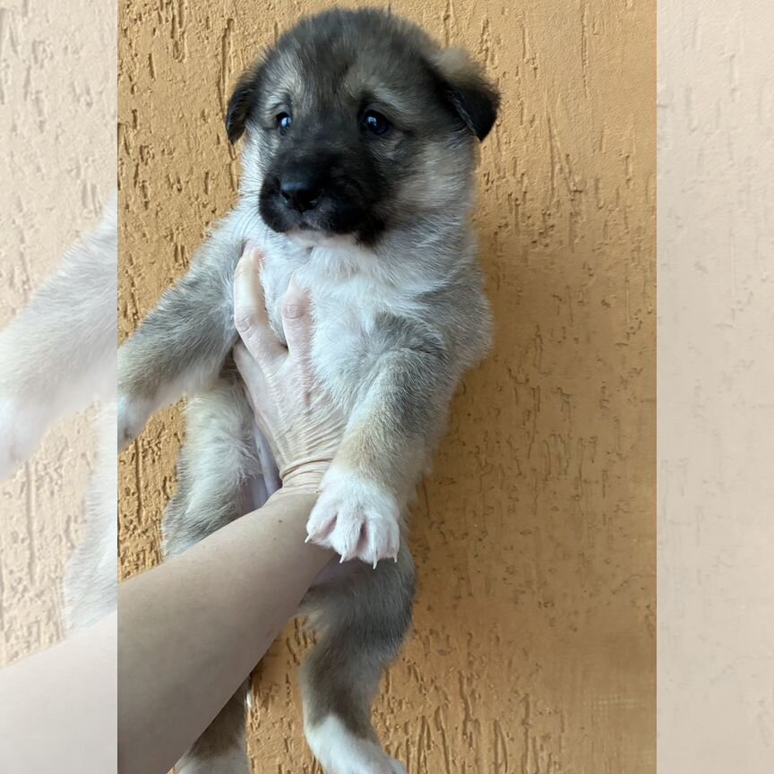 Щенок в добрые руки