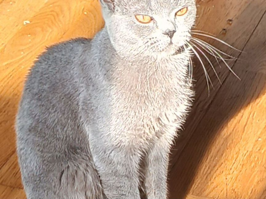 Кошка в дар бесплатно