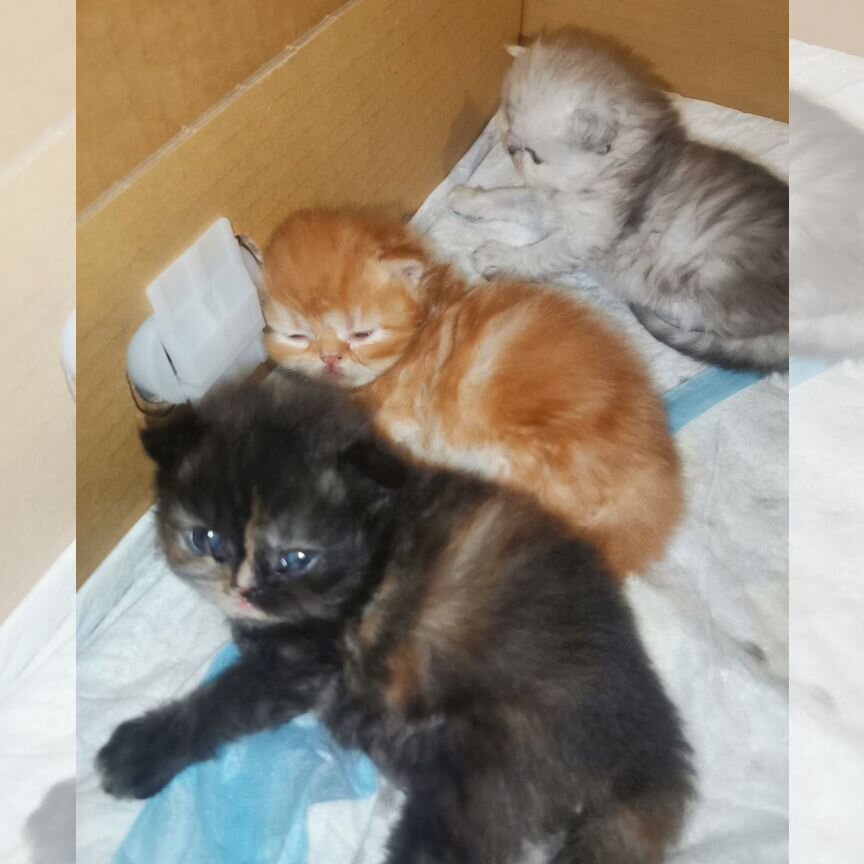 Персидские котята