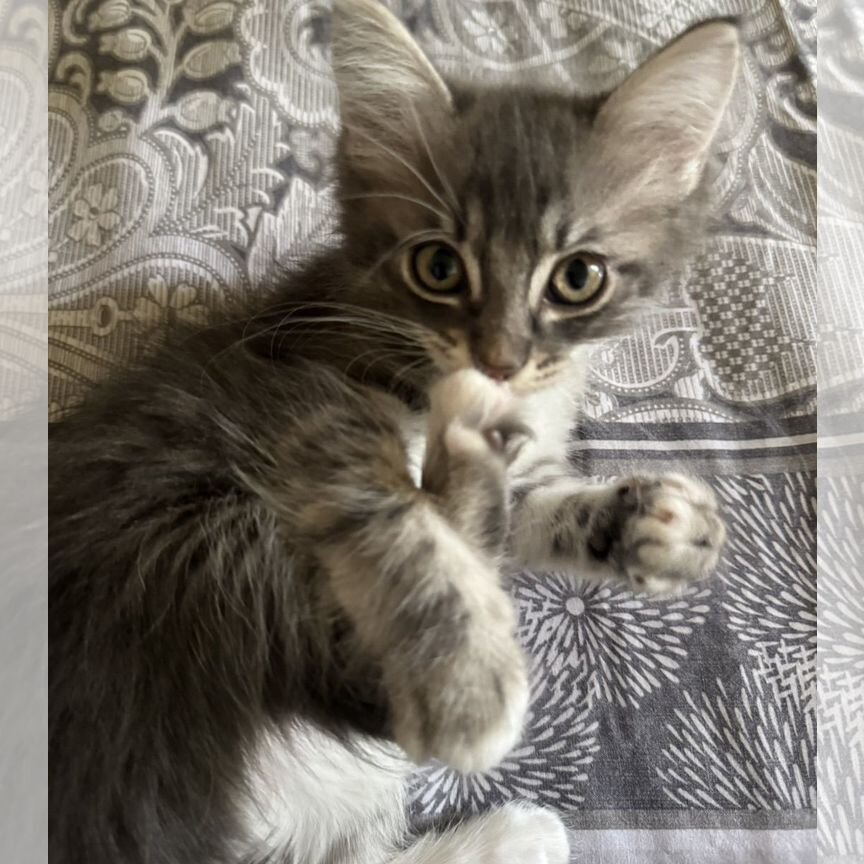 Сибирский котёнок