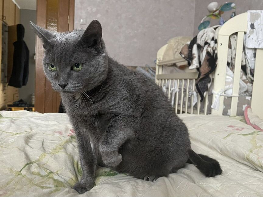 Русская голубая