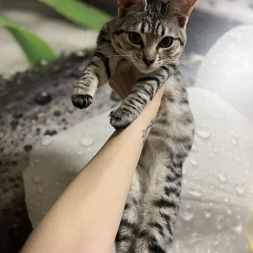 Котёнок ищет добрых хозяев)