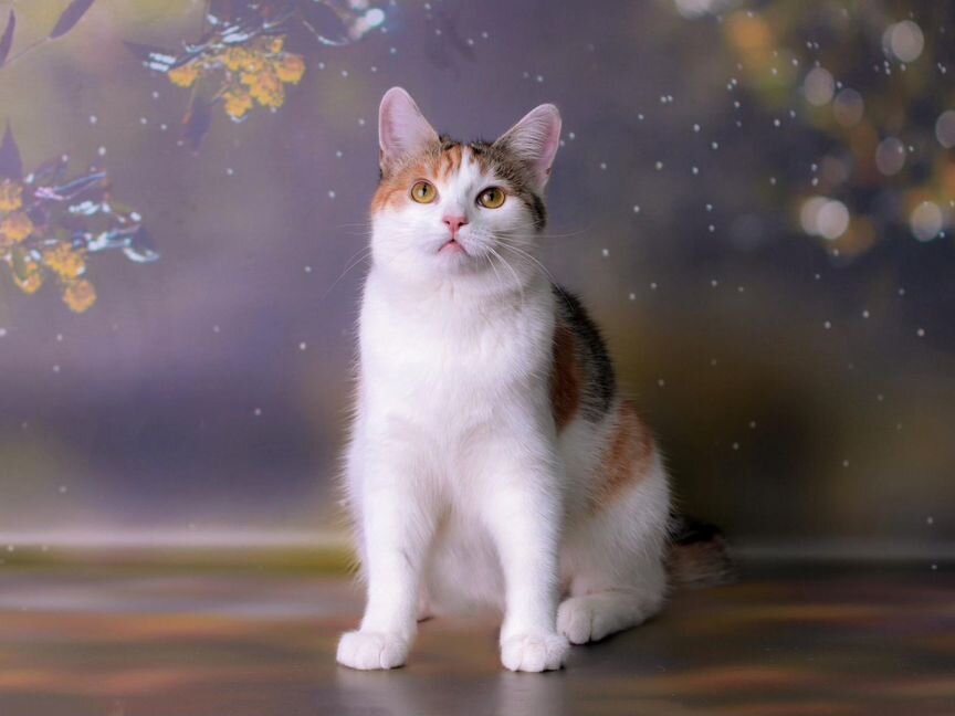 Молодой котик ищет дом