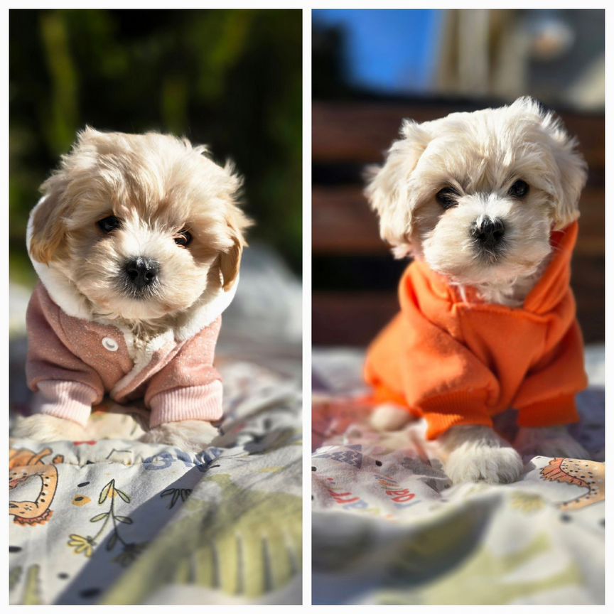 Детки мальтипу f1