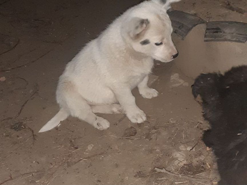 Отдам бесплатно щенки