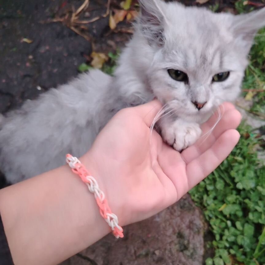 Котёнок в добрые руки