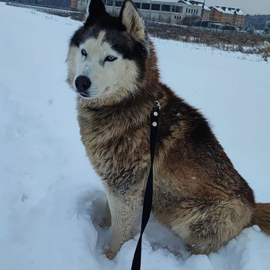Сибирский хаски, взрослая собака