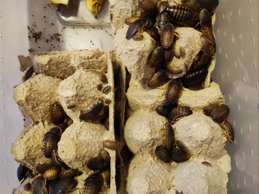 Аргентинские (блаптика) кормовые тараканы