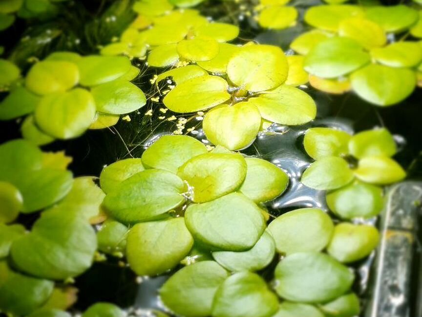 Аквариумные рыбки и растения