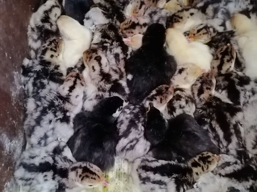 Домашние индюшата