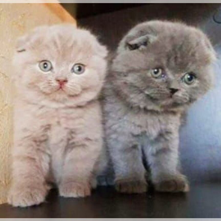 Шотландские котята