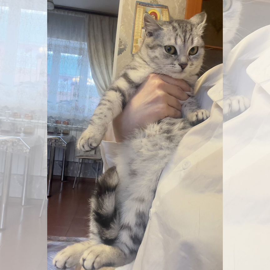 Котенок девочка