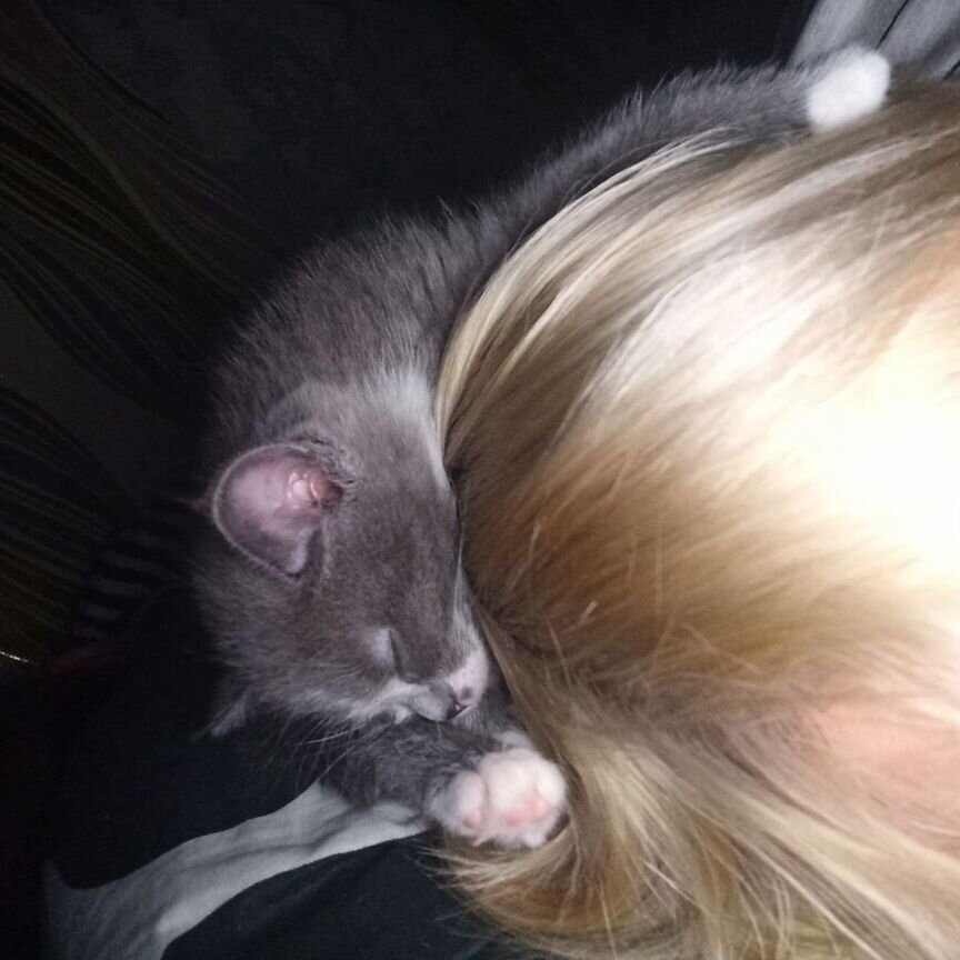 Котёнок