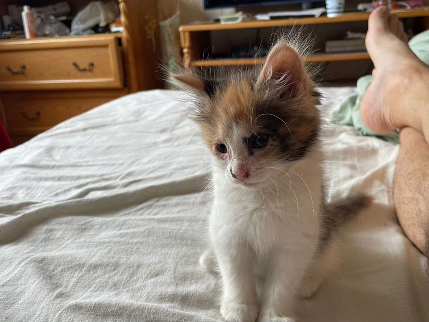 Котенок в добрые руки