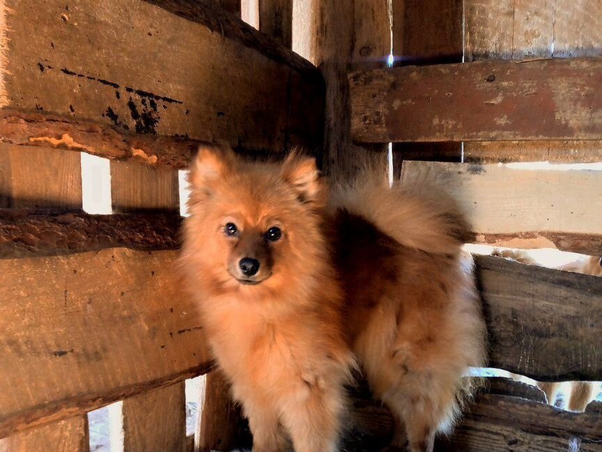 Карела финские лайки