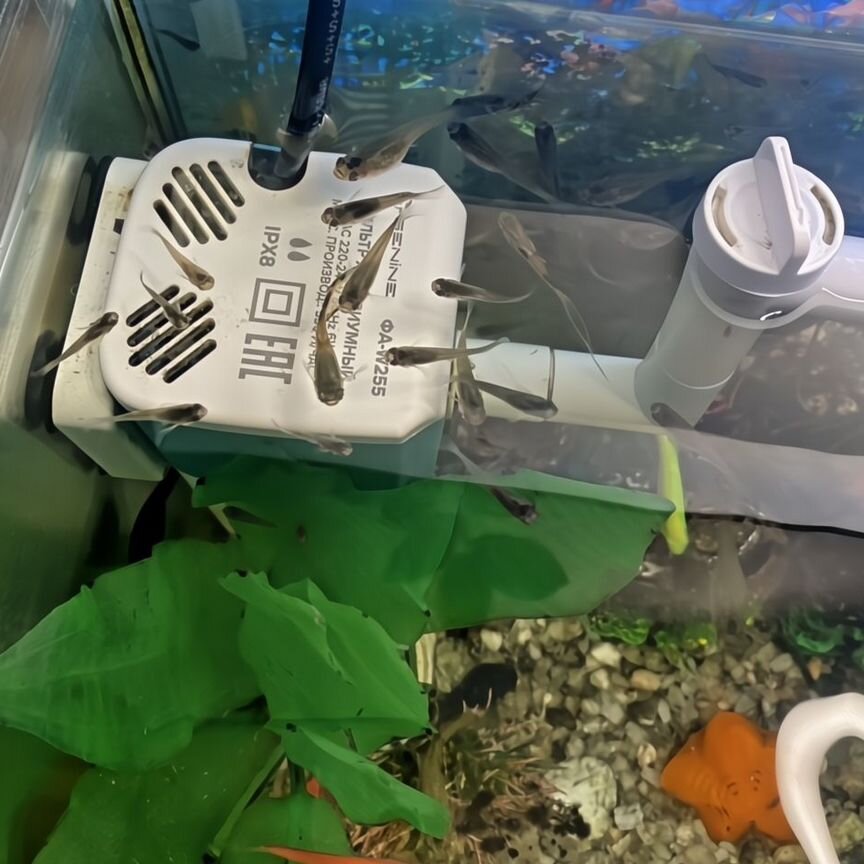 Гуппи эндлера