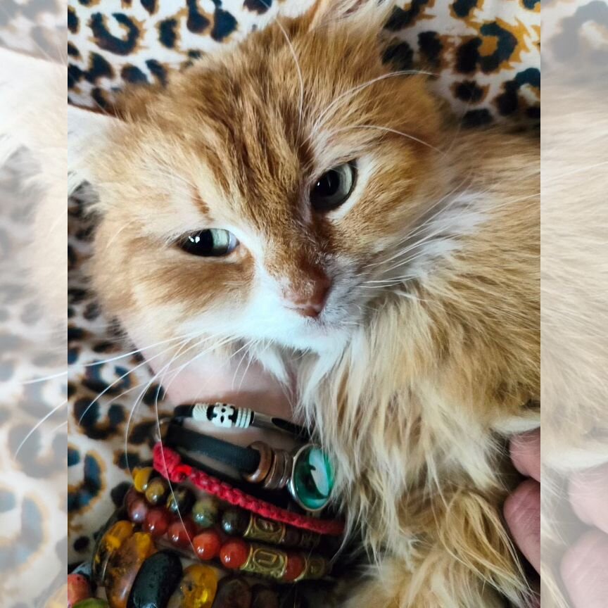 Британская длинношёрстная, взрослая кошка