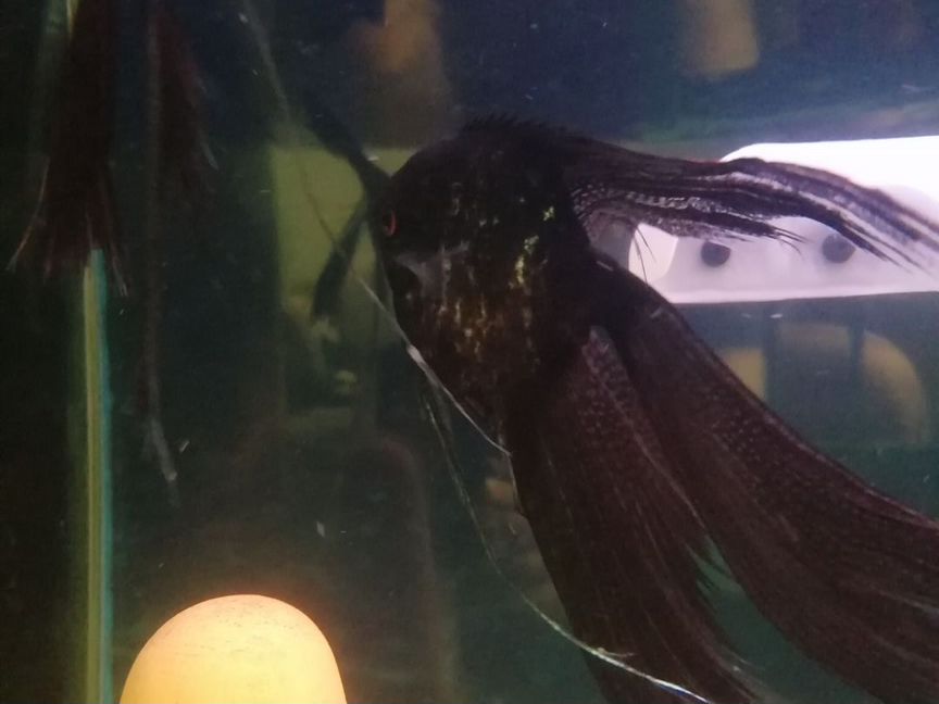 Скалярии вуалевые