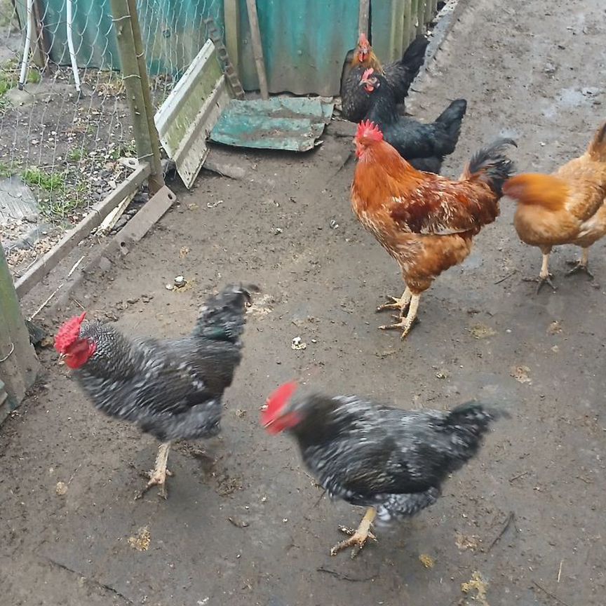 Продам домашних петухов