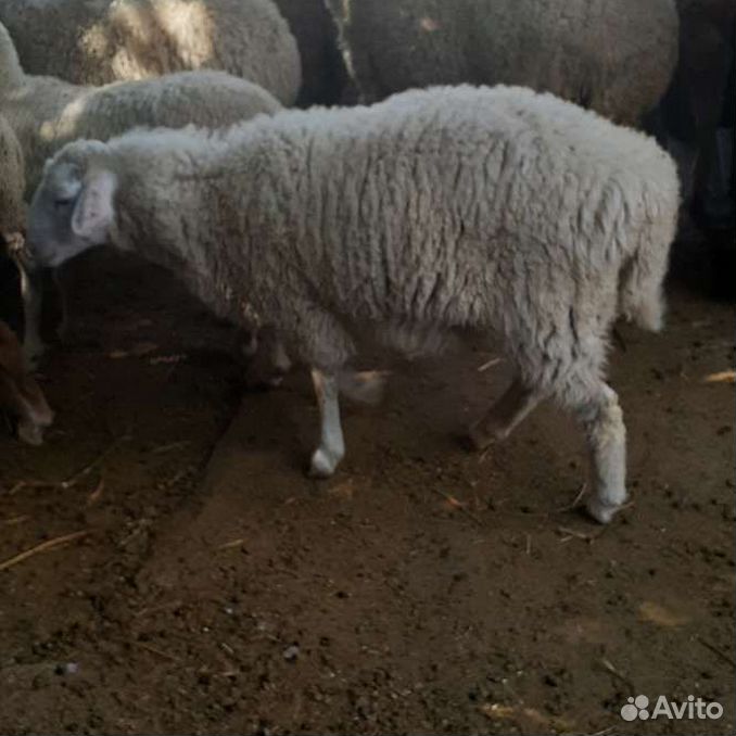 Бараны и ярки молодые