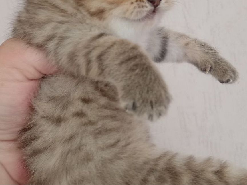 Шотландские котята
