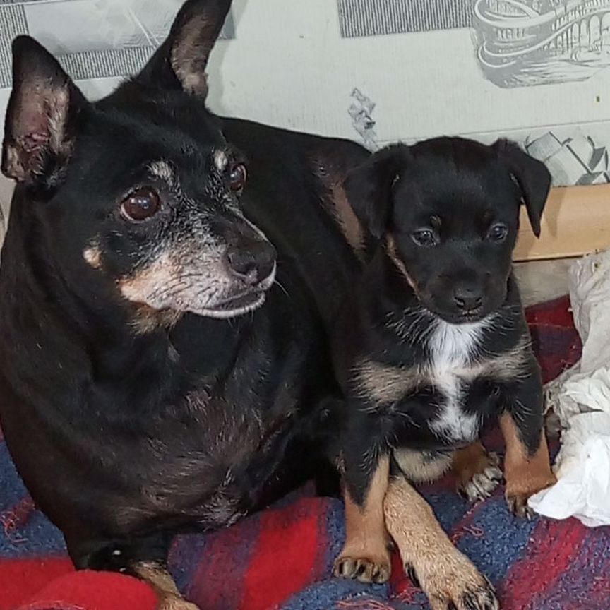 Щенок в добрые руки