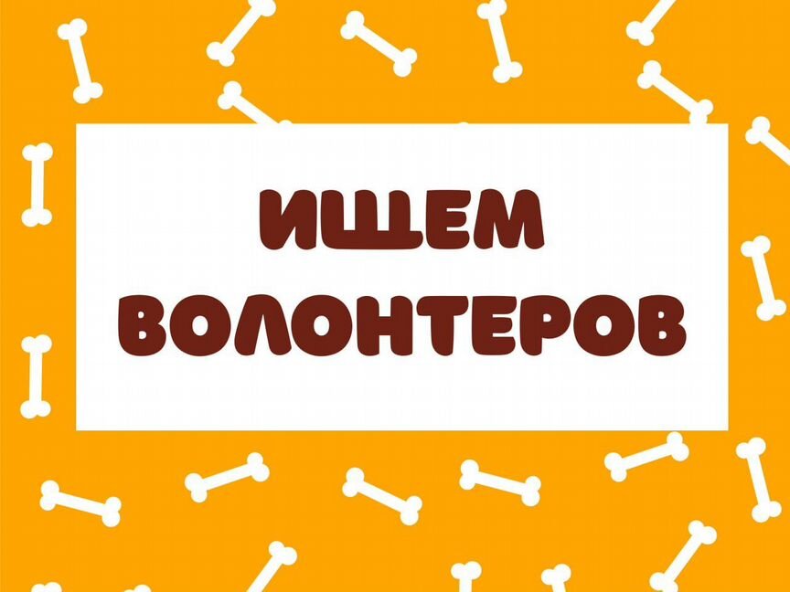 Приюту для собак нужны помощники
