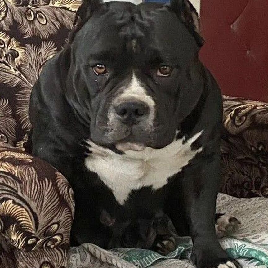 Американский булли, взрослая собака