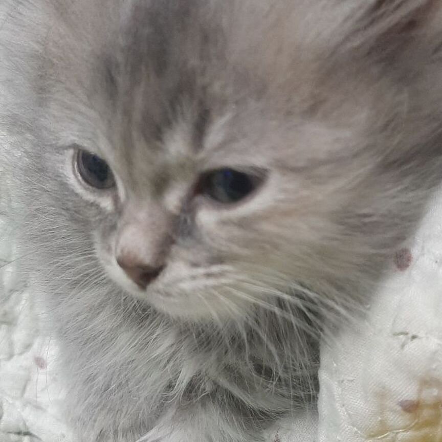 Сибирские котята
