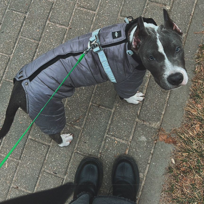 Комбинезон для собак