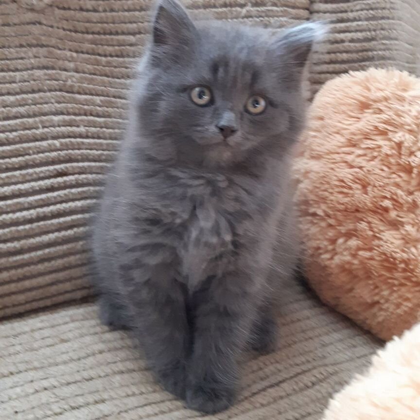 Котенок чудесная девочка