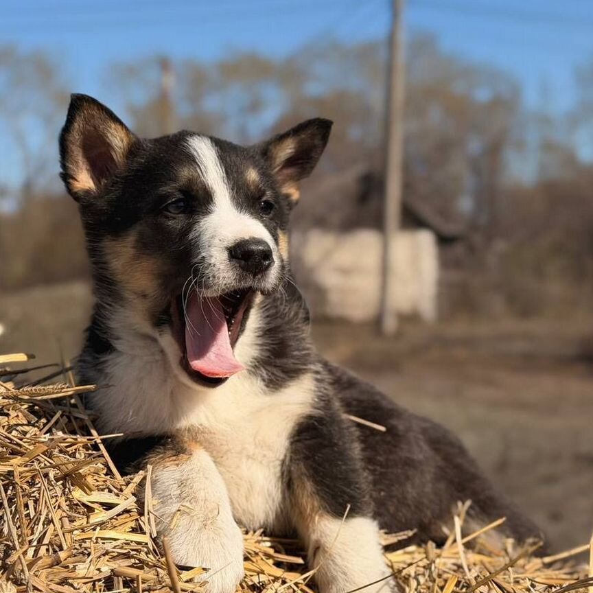Щенок в добрые руки