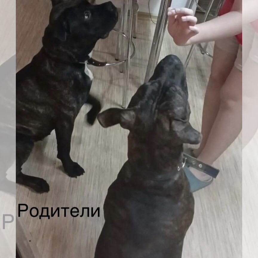 Стаффордширский бультерьер, щенок