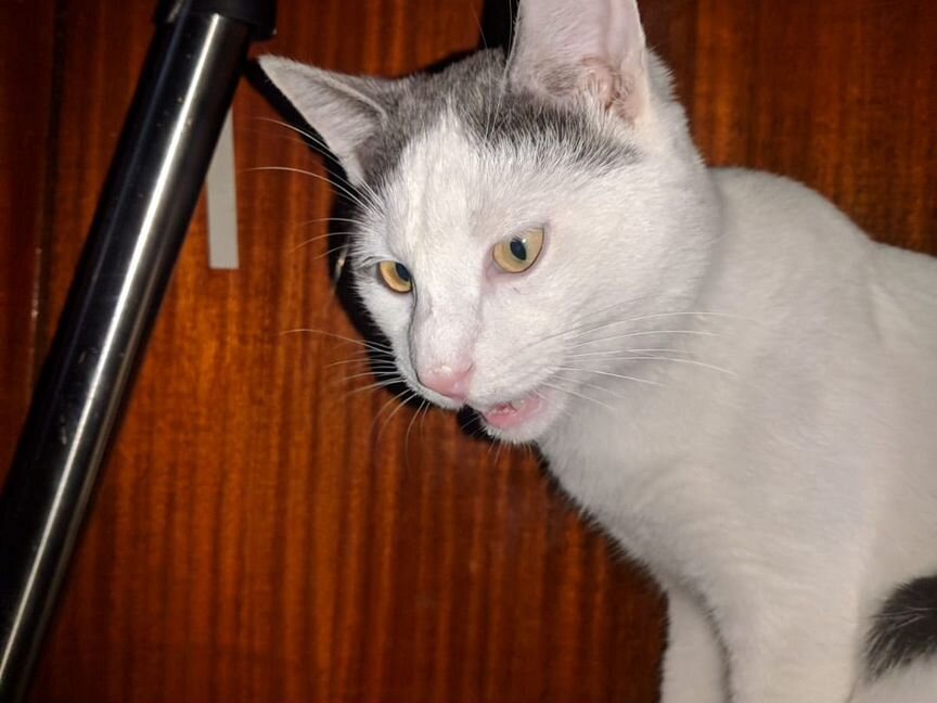 Кот