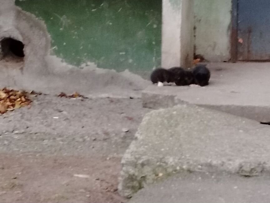 Котятки нужна помощь