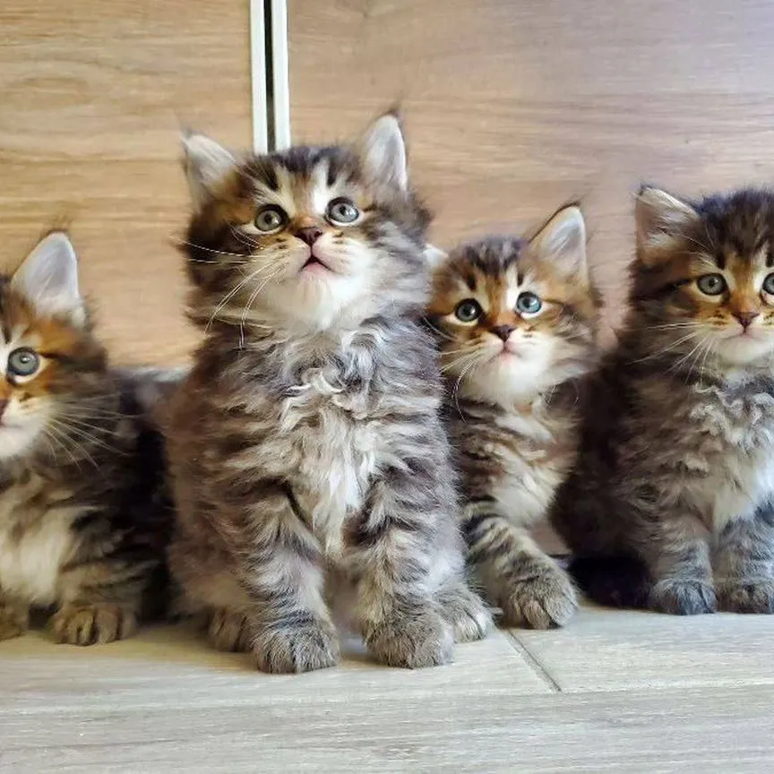 Норвежские лесные котята