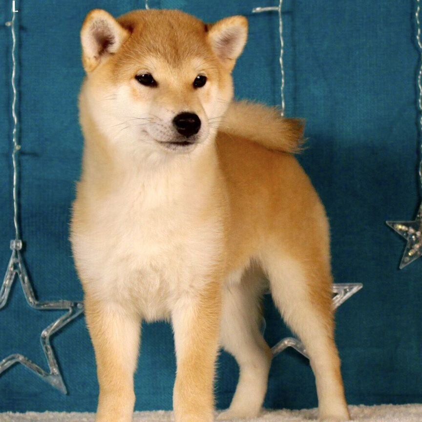 Сиба-ину, щенок