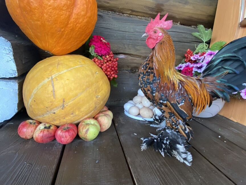 Петух мильфлёр