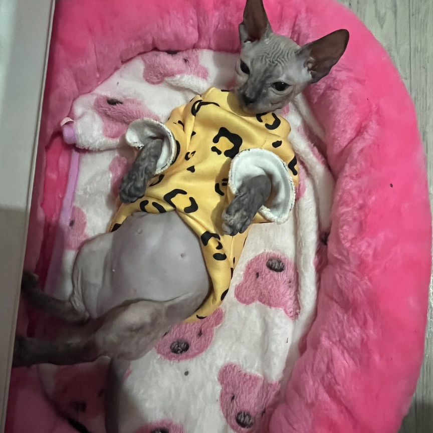 Донской сфинкс