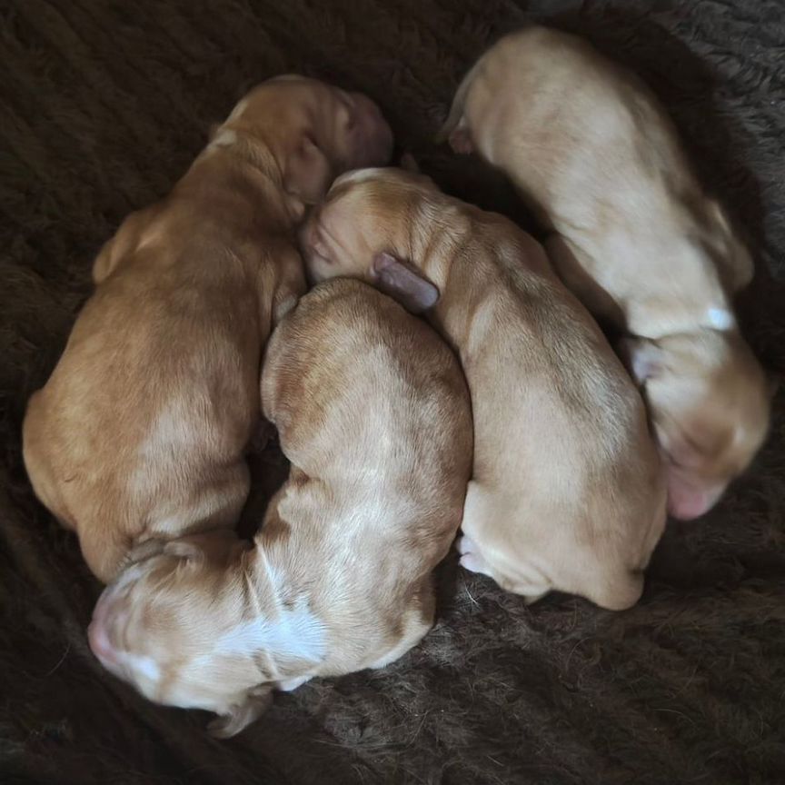 Английский кокер-спаниель, щенок